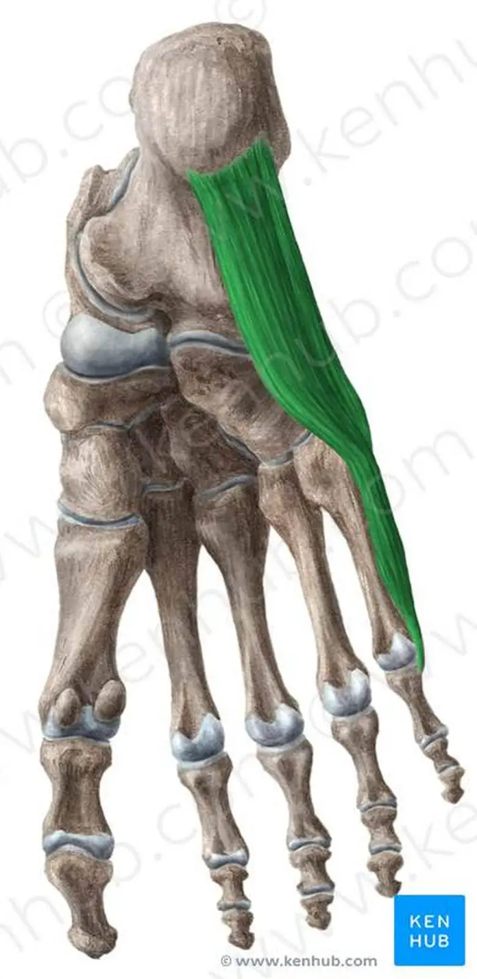 Pictures Of Abductor Digiti Minimi Muscle