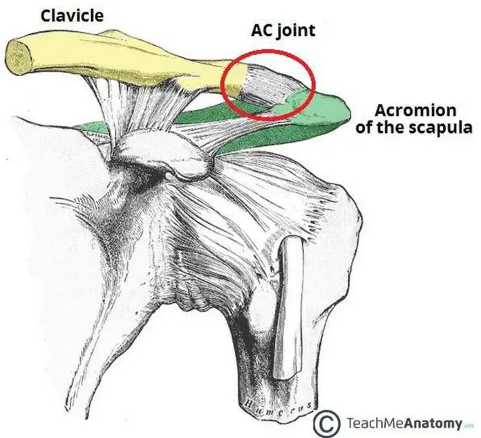 Pictures Of Acromioclavicular Joint