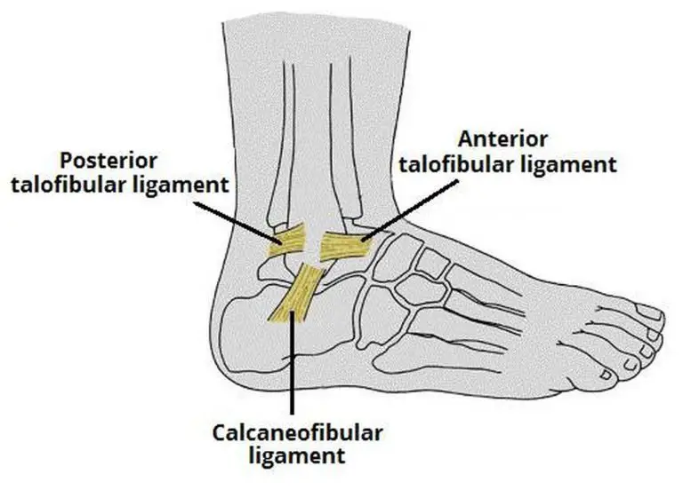 Pictures Of Ankle Joint, Deltoid Ligament
