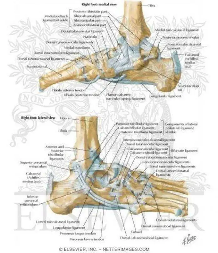 Pictures Of Ankle Joint Ligaments