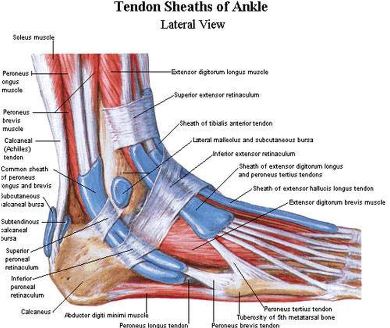 Pictures Of Ankle Muscles Pictures Of Ankle Muscles