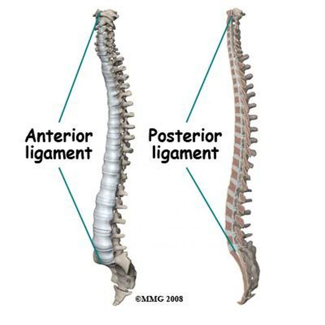 Pictures Of Anterior Longitudinal Ligament