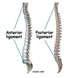 Pictures Of Anterior Longitudinal Ligament