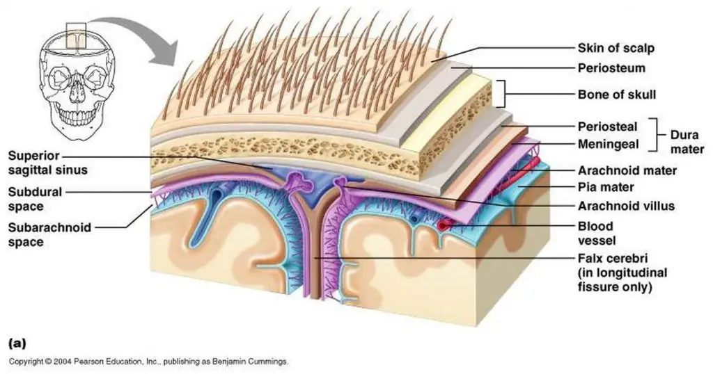 Pictures Of Arachnoid Membrane