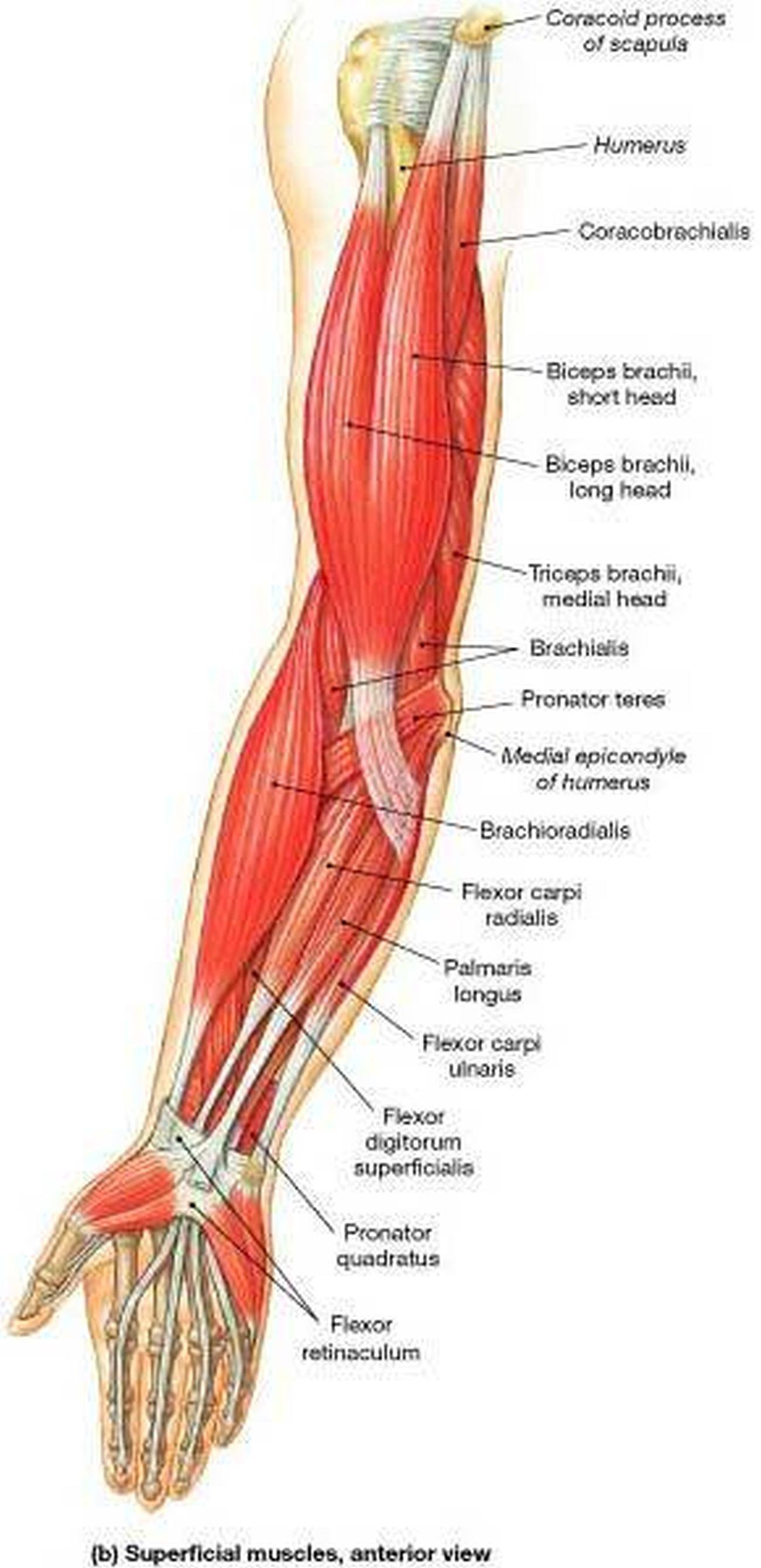 Pictures Of Arm Muscles Pictures Of Arm Muscles