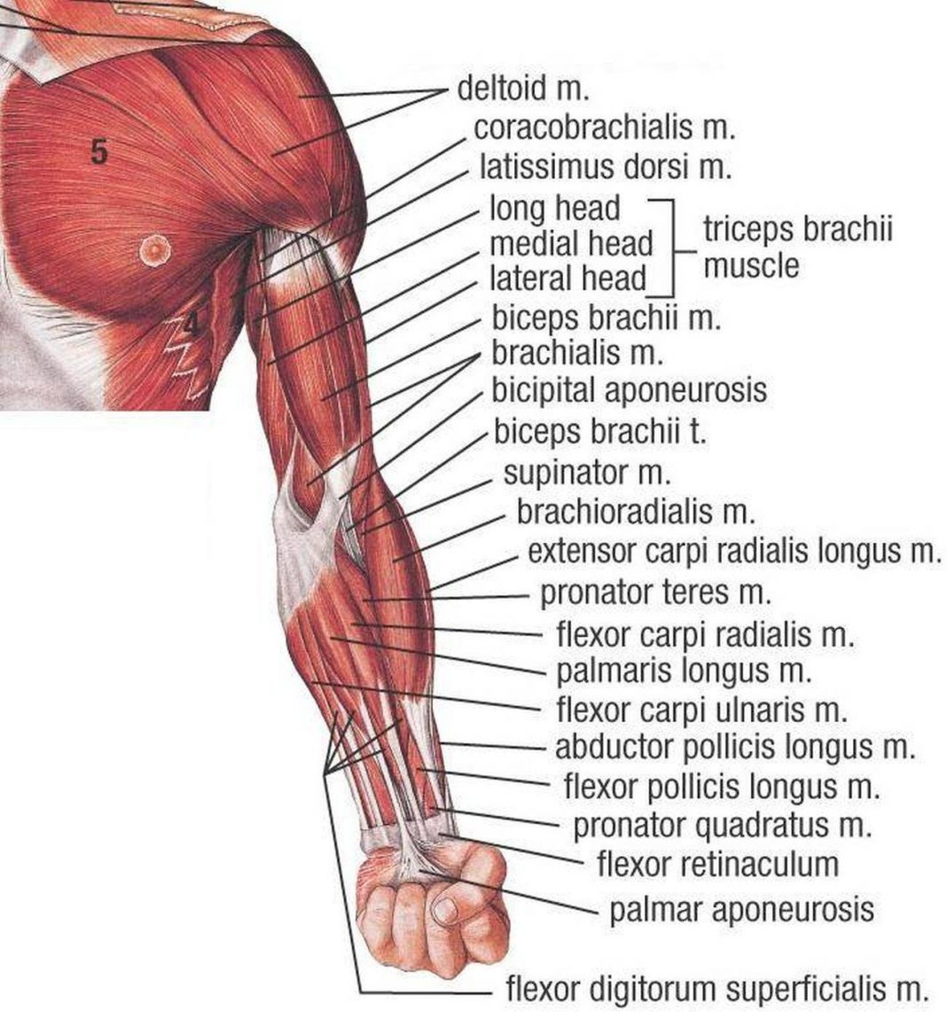 Pictures Of Arm Muscles Pictures Of Arm Muscles