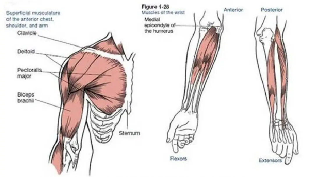 Pictures Of Arm Muscles
