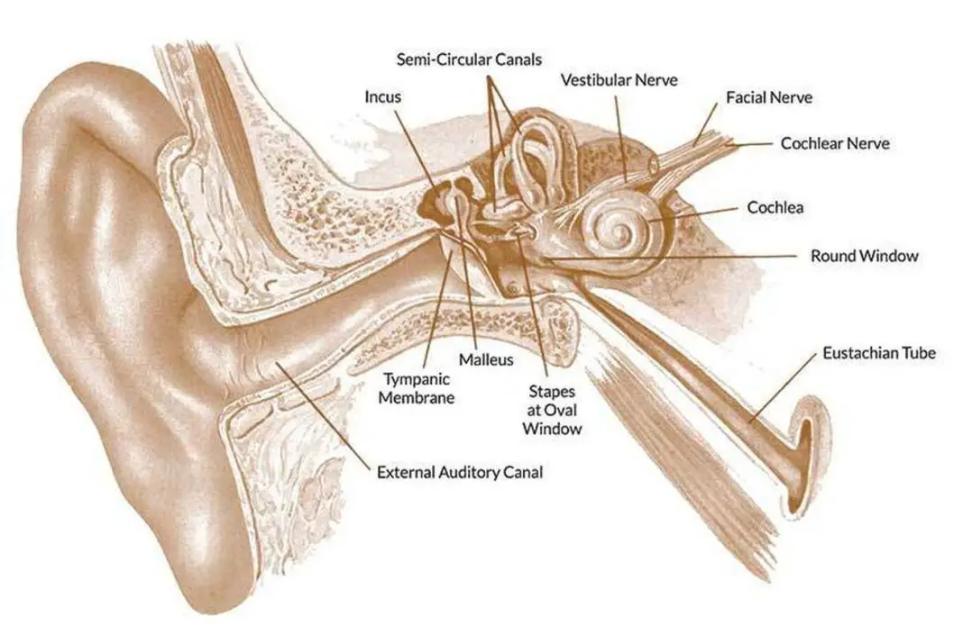 Pictures Of Auditory Tube