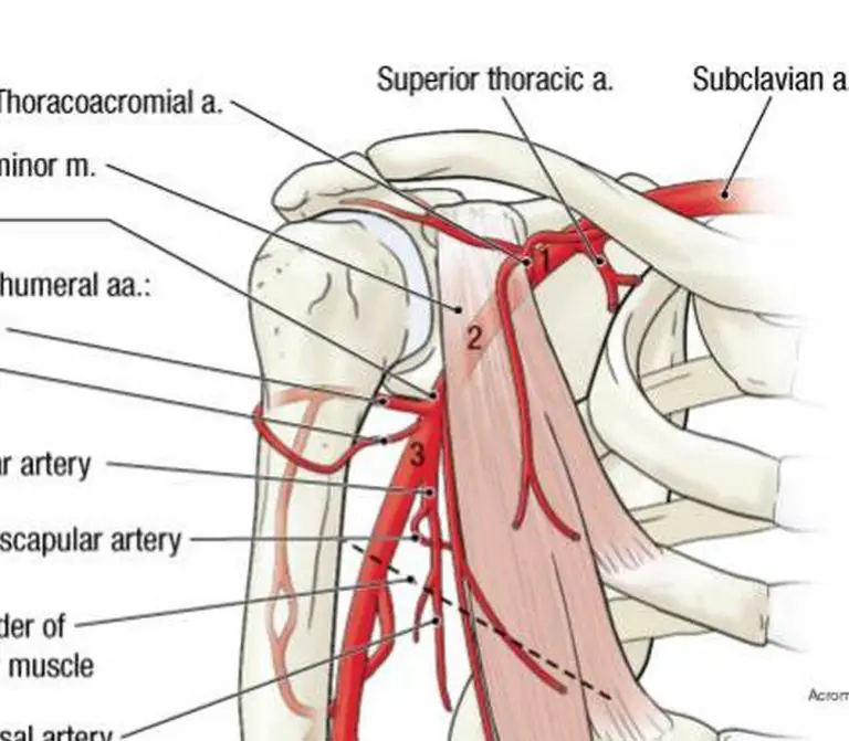 Pictures Of Axillary Artery