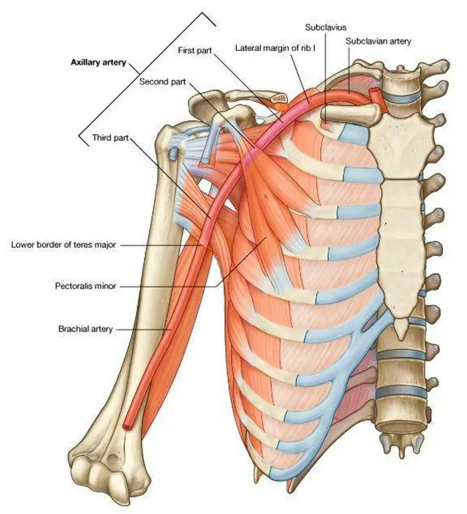 Pictures Of Axillary Artery