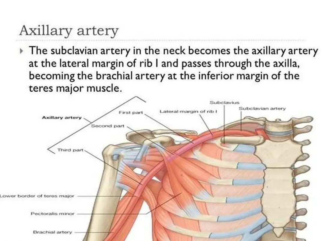 Pictures Of Axillary Artery