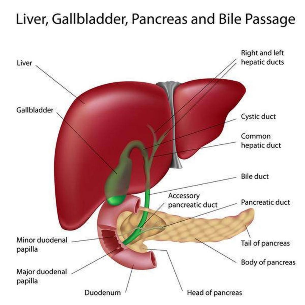 Pictures Of Biliary Tract