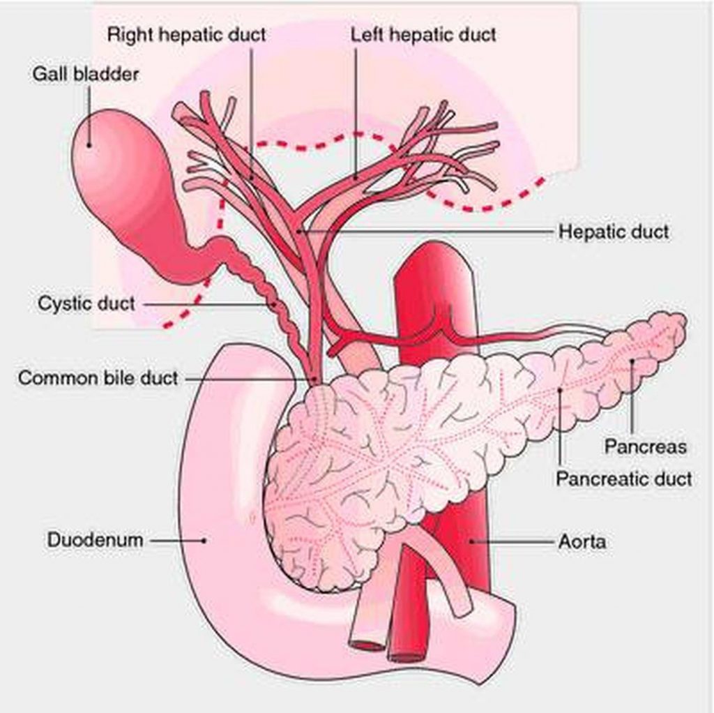 Pictures Of Biliary Tract