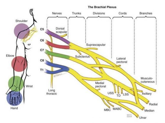 Pictures Of Brachial Plexus