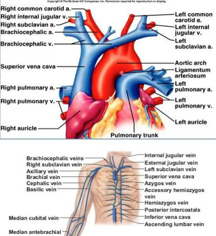 Pictures Of Brachiocephalic Vein(s)