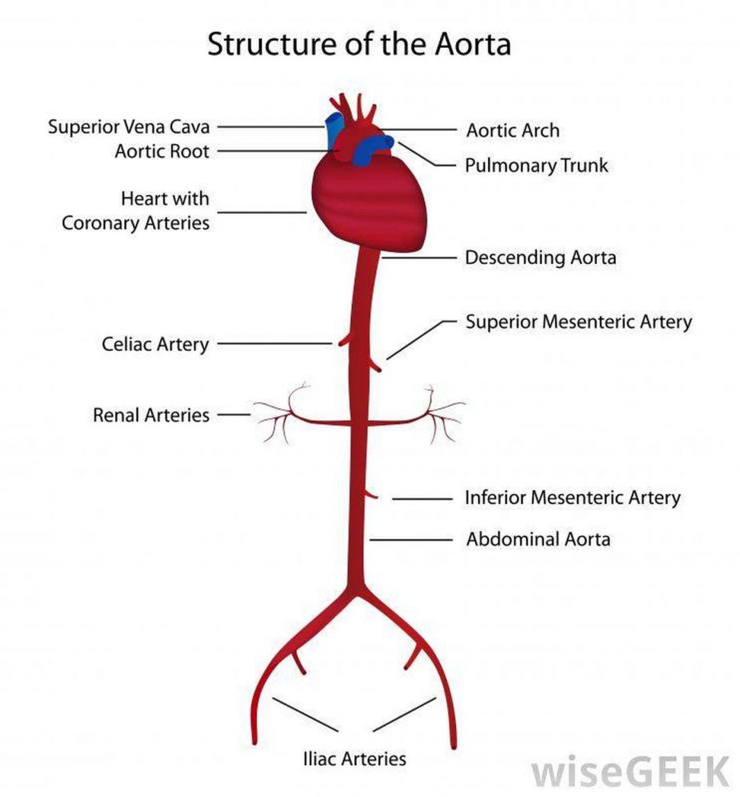 Pictures Of Brachiocephalic Vein(s)