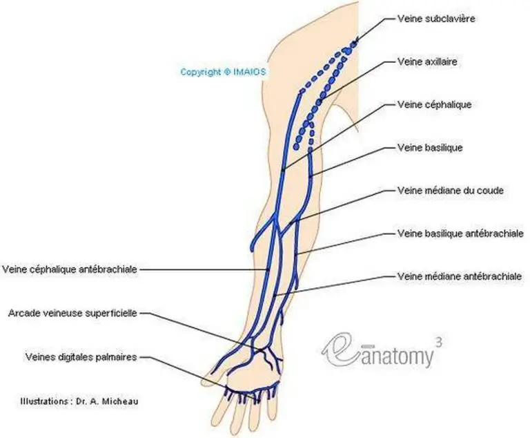 Pictures Of Cephalic Vein