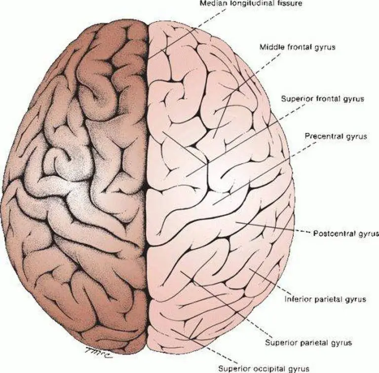 Pictures Of Cerebral Hemispheres