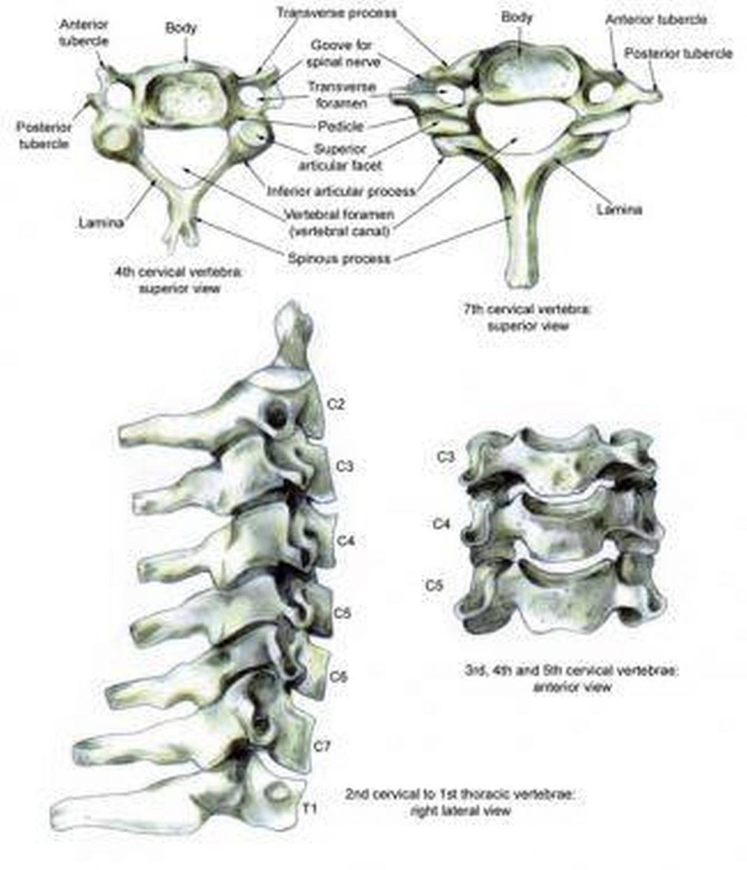 Pictures Of Cervical Spine