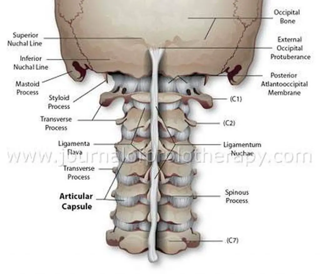 Pictures Of Cervical Spine