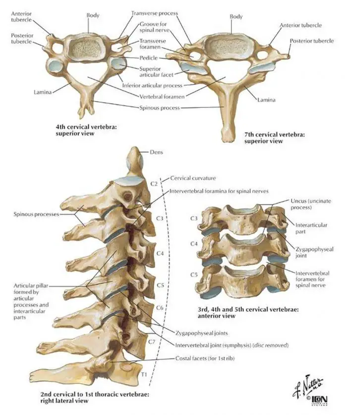 Pictures Of Cervical Vertebra
