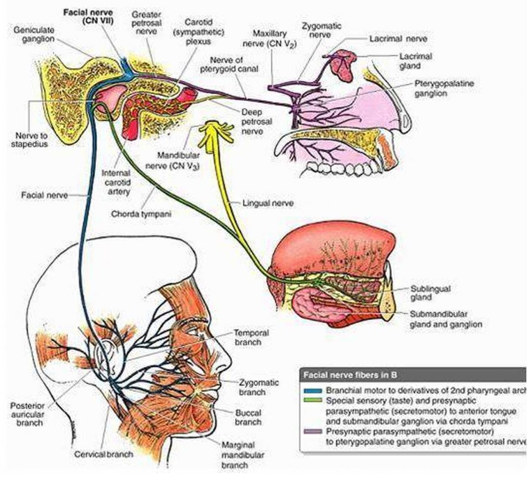 Pictures Of Chorda Tympani Nerve