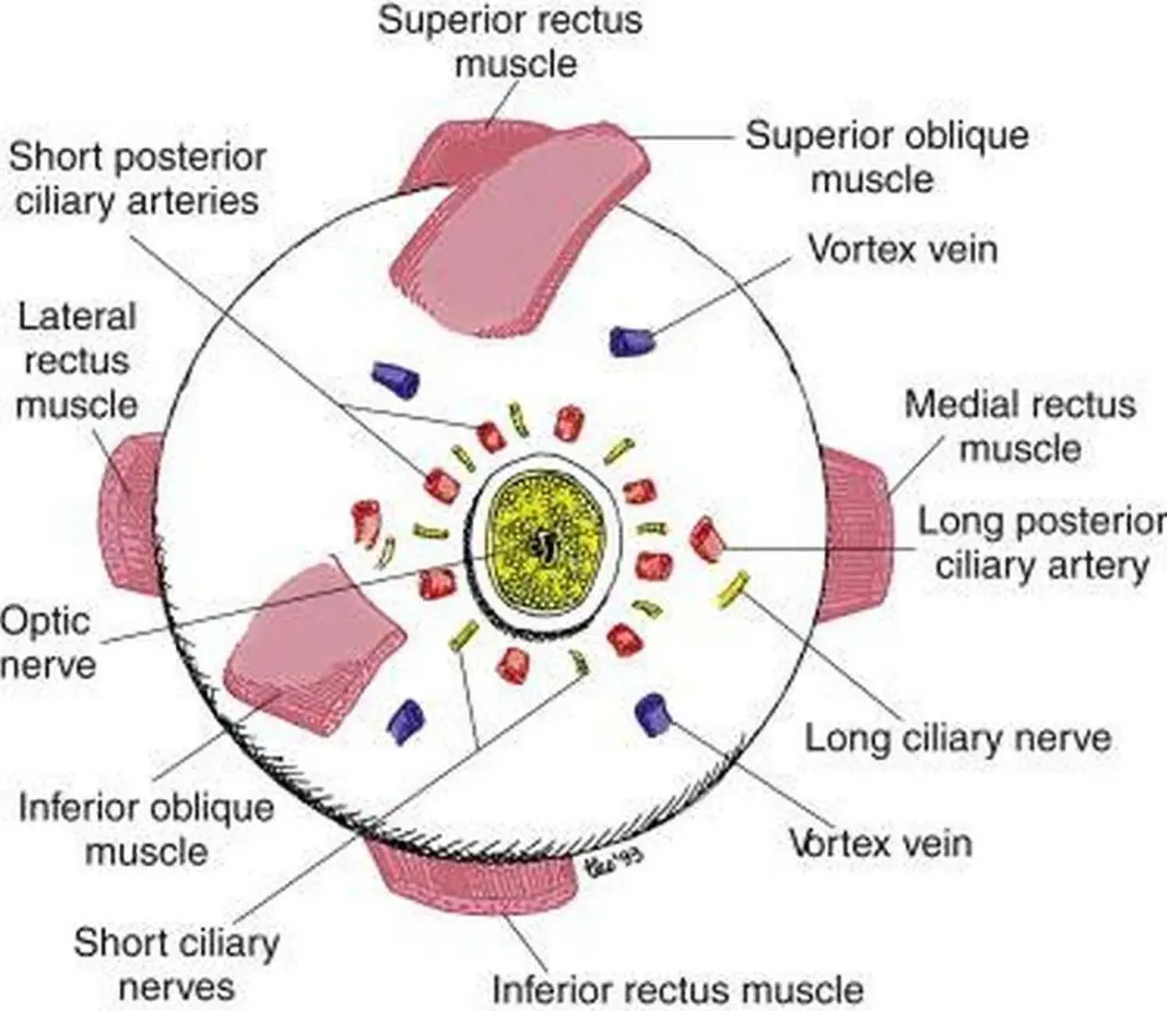 Pictures Of Ciliary Nerves