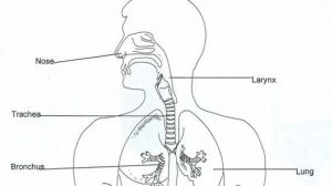 Respiratory system diagram unlabeled