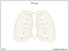 Rib cage diagram