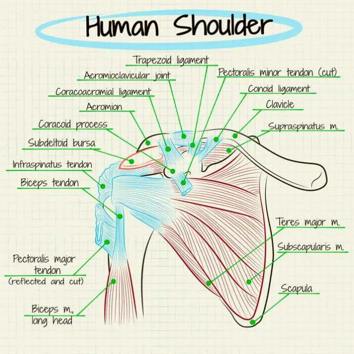 Shoulder diagram