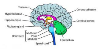 Simple diagram of brain