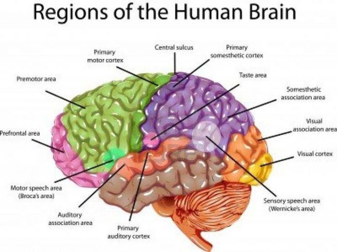 Simple diagram of brain