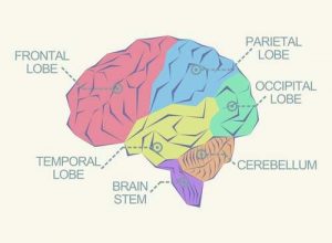 Simple diagram of brain