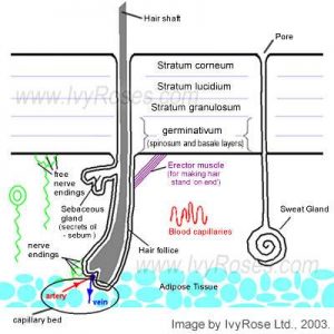 Simple diagram of the skin
