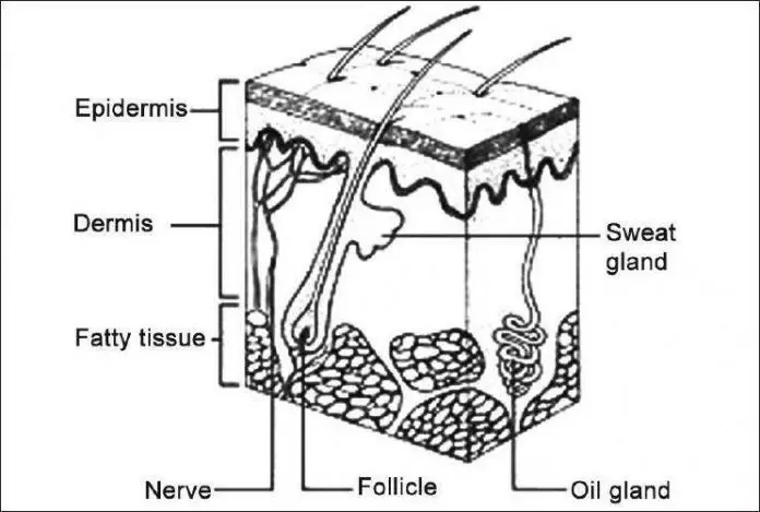 Simple diagram of the skin