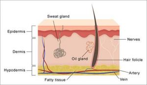 Simple diagram of the skin