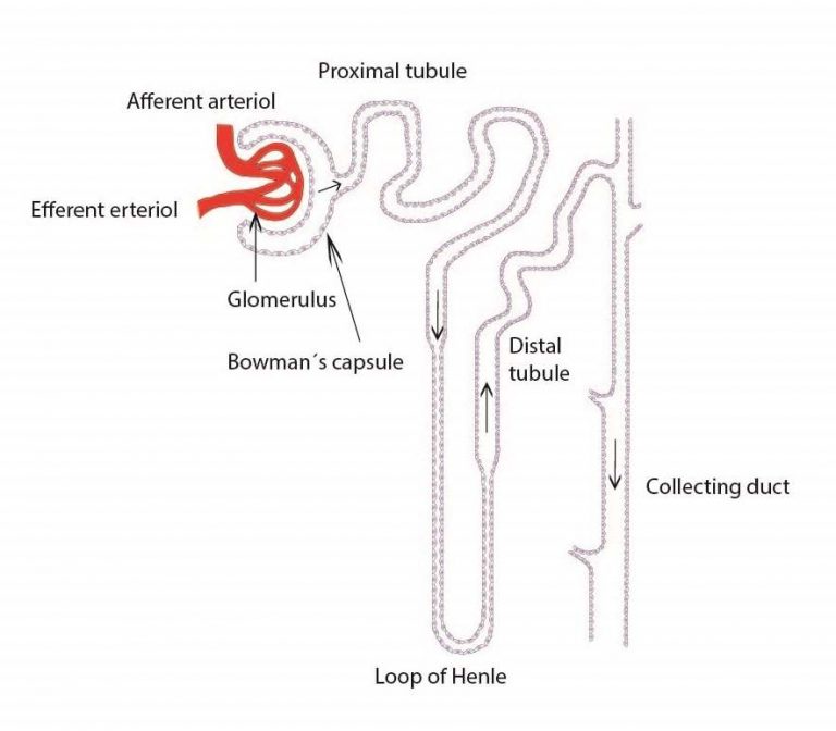 Simple nephron diagram