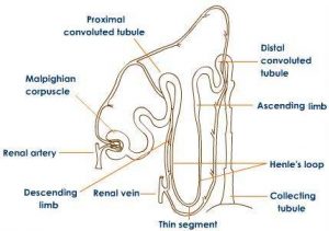 Simple nephron diagram
