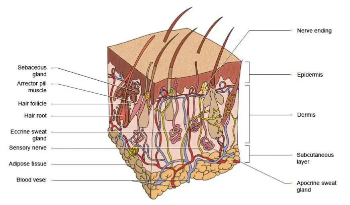 Skin diagram labeled