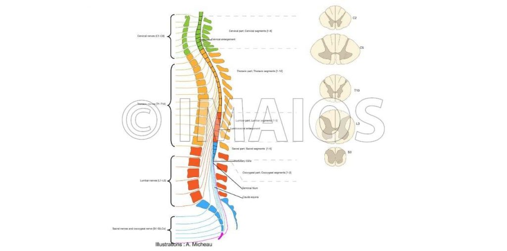 Spinal cord diagram