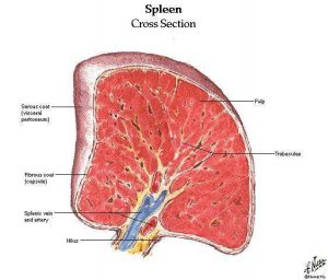 Spleen diagram