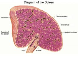 Spleen diagram
