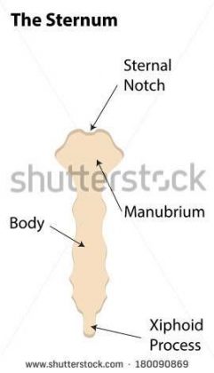 Sternum diagram
