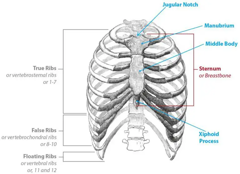 Sternum diagram