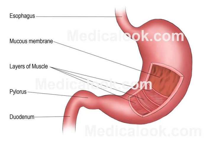 Stomach diagram