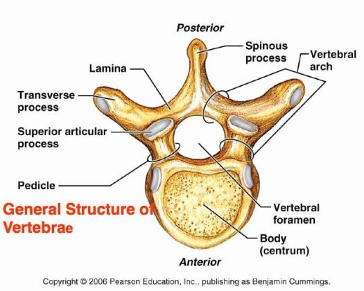 Thoracic vertebrae diagram Thoracic vertebrae diagram