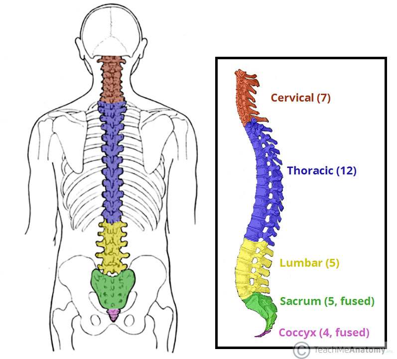 Thoracic Vertebrae Diagram