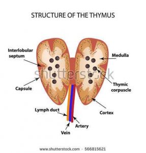 Thymus diagram