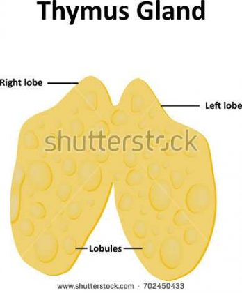 Thymus diagram