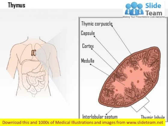 Thymus diagram